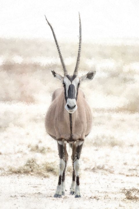 Oryx Posing at Etosha - Belinda Greb Photography - Photography, Animals ...