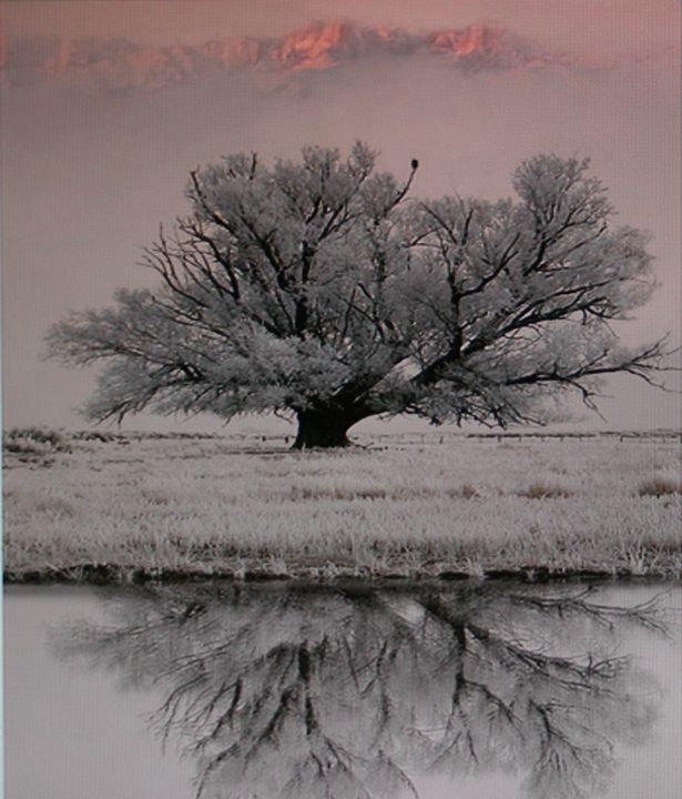 Resting Eagle - Thomas Coulson - Photography, Landscapes & Nature ...