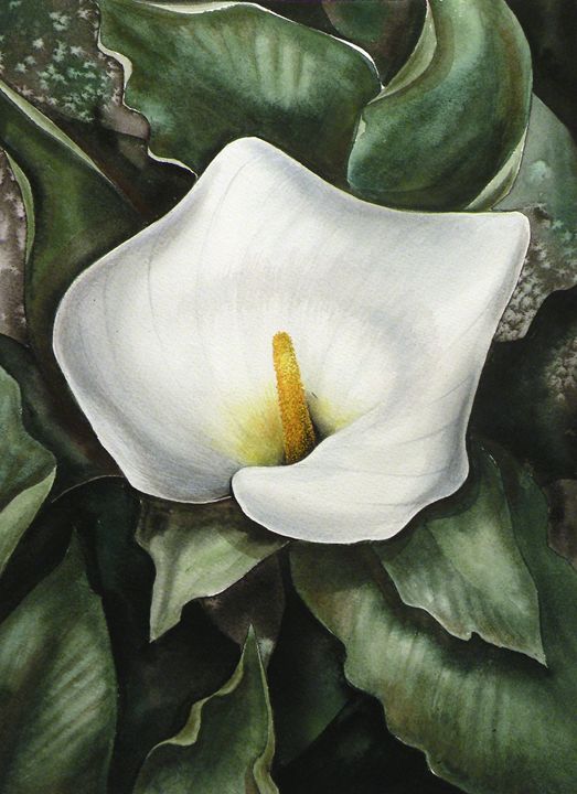 Lone Calla Lily - Ann Mincoff-Hamilton - Paintings & Prints, Flowers ...