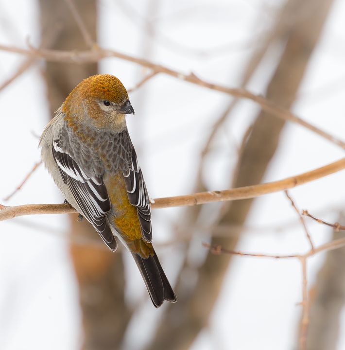 Sitting Pretty - Maureen's Moments - Photography, Animals, Birds ...