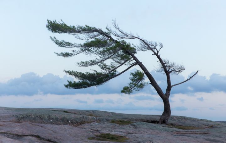 The Windswept Pine - Maureen's Moments - Photography, Flowers, Plants ...