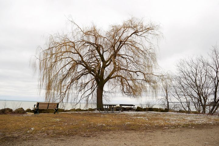 Tree View - Creative Gallery - Photography, Landscapes & Nature ...