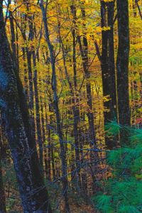 Andrew Yonce - Photography