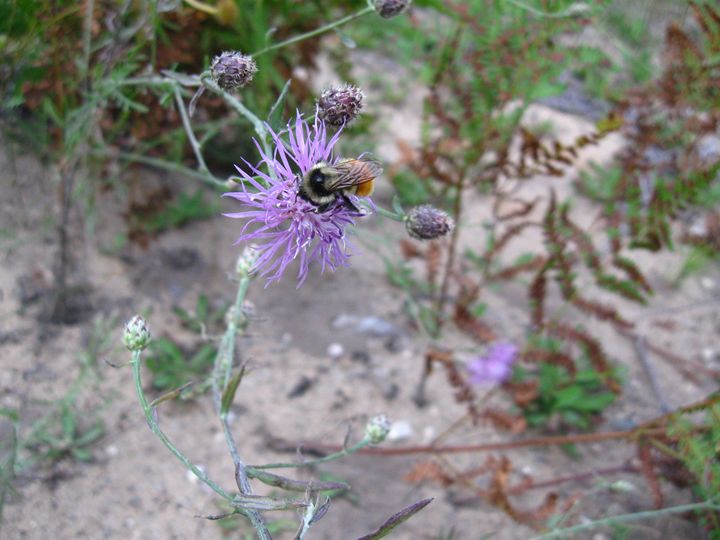 009 - Angel Kryptonite Digital Creations - Paintings & Prints, Fantasy ...