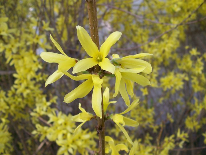 Angel Kryptonite Digital Creations - Paintings & Prints