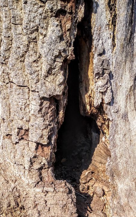 The Crack in the Tree - Art Dreamer - Photography, Landscapes & Nature ...