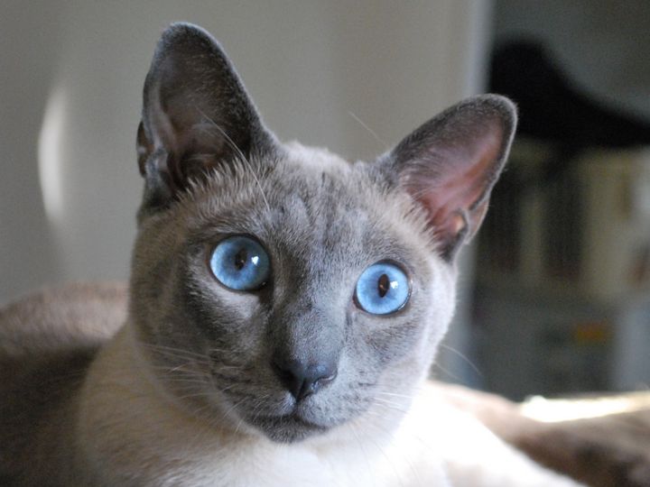 Smitty, the Siamese cat - Purringfrogstudioart - Photography, Animals ...