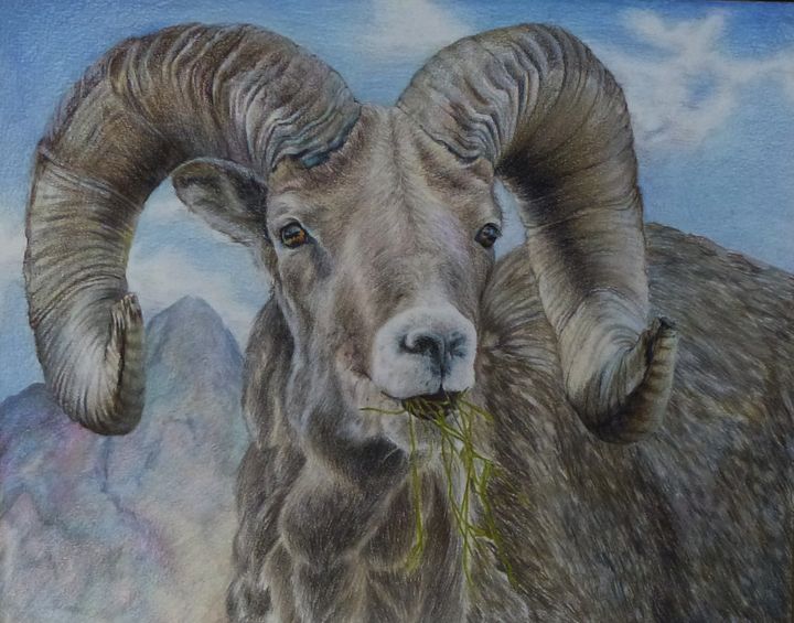 Himalayan King - Hannah Li Art - Drawings & Illustration, Animals ...