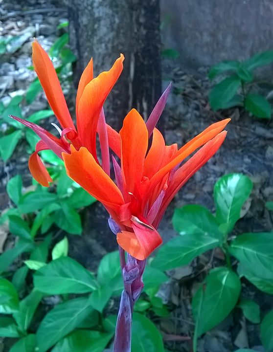 Flower - Saroj Meher - Photography, Flowers, Plants, & Trees, Flowers ...