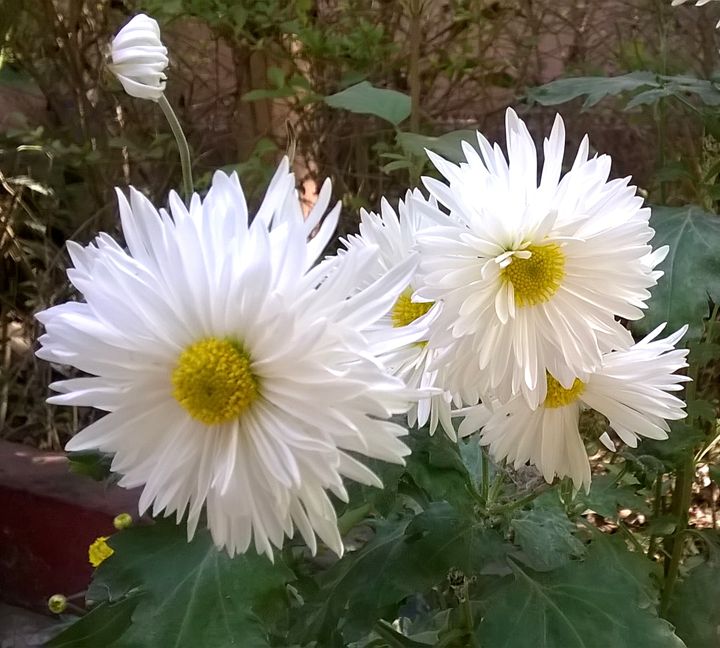 Flowers - Saroj Meher - Photography, Flowers, Plants, & Trees, Flowers ...