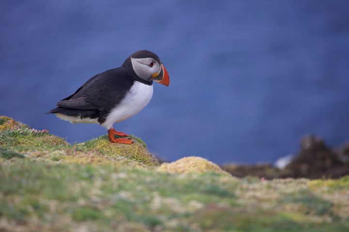 Pensive Puffin, Fair Isle, Scotland - Kelly Graham Photography ...