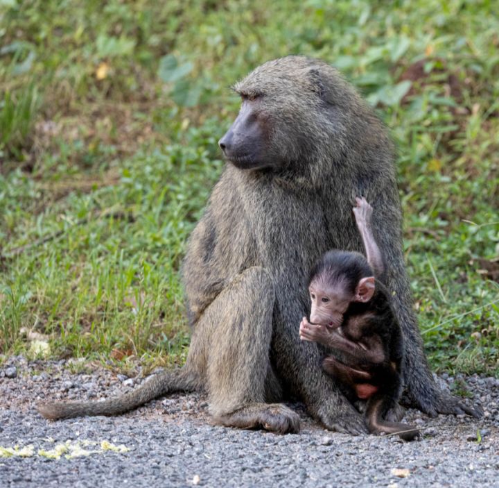 Bonding Baboons - Kelly Graham Photography - Photography, Animals ...
