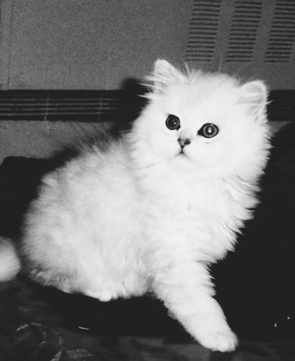 Little Fluff - Leah Robinson - Digital Art & AI, Animals, Birds, & Fish ...