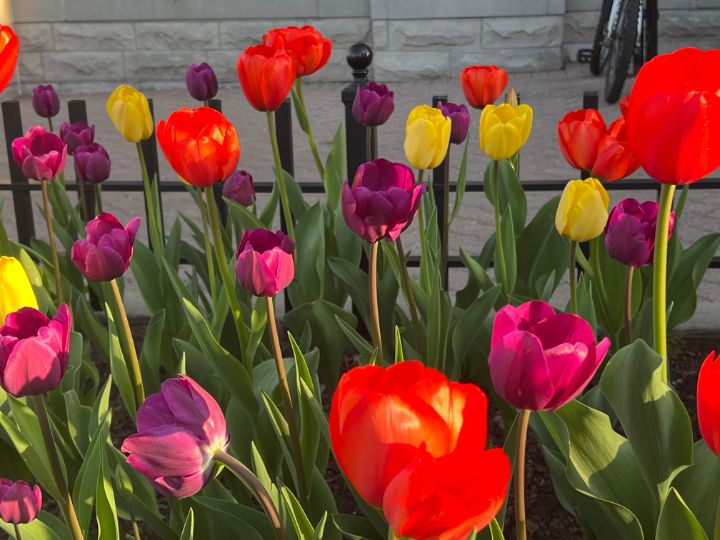 Tulips - Up and Down Art by Kim Mlyniec - Photography, Landscapes ...