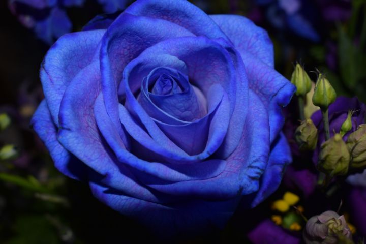 Azul - EAnyB - Photography, Flowers, Plants, & Trees, Flowers, Flowers ...