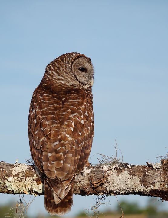 Perched Owl - Photosyndipity - Photography, Animals, Birds, & Fish ...