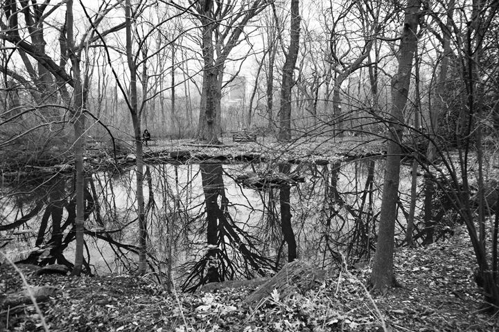 Shrubbery - Mute Photography - Photography, Places & Travel, United ...