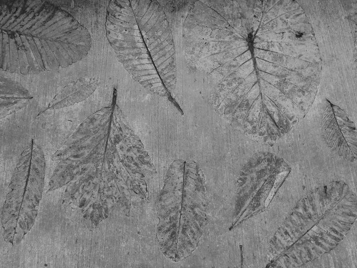 Fossil Leaves - TP Art - Photography, Flowers, Plants, & Trees, Trees ...