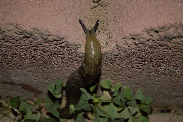 Slug on the run - Art.Moon - Photography, Animals, Birds, & Fish, Other ...