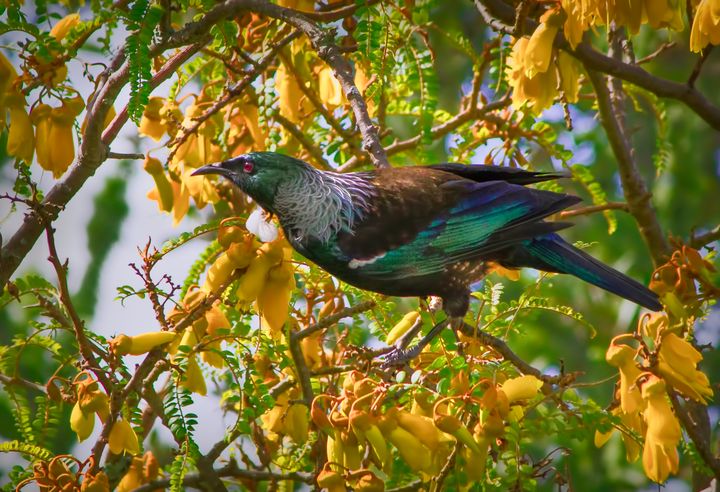 Tui in Kowhai tree - DVArt - Photography, Animals, Birds, & Fish, Birds ...