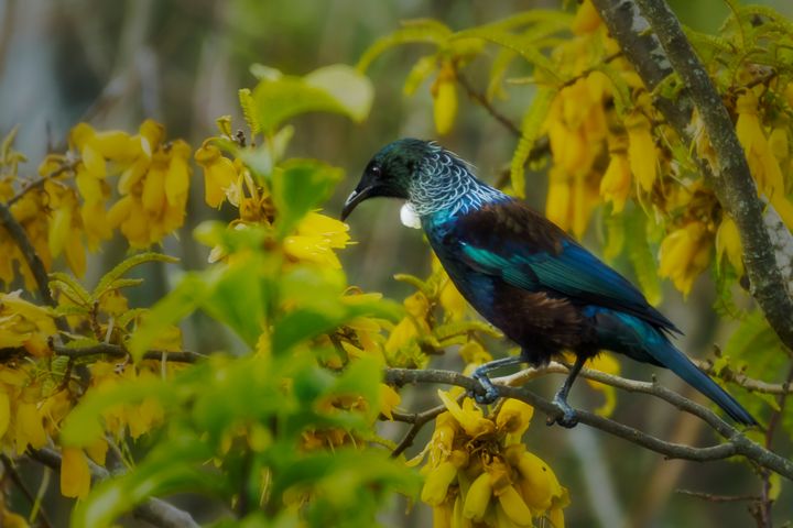 Tui in Kowhai tree - DVArt - Photography, Animals, Birds, & Fish, Birds ...