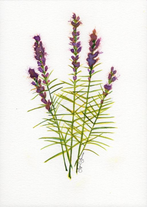 Dotted Gayfeather No. 1 - LC Visual Arts - Paintings & Prints, Flowers ...