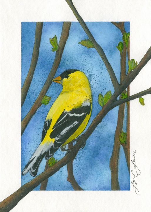 American Goldfinch - LC Visual Arts - Paintings & Prints, Animals ...
