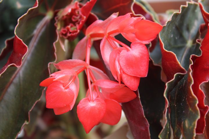 Chaling tarh photographer - Photography