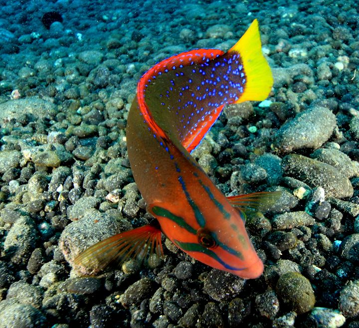 Yellow tail Coris, hinaeo akololo - Hawaii Underwater - Photography ...