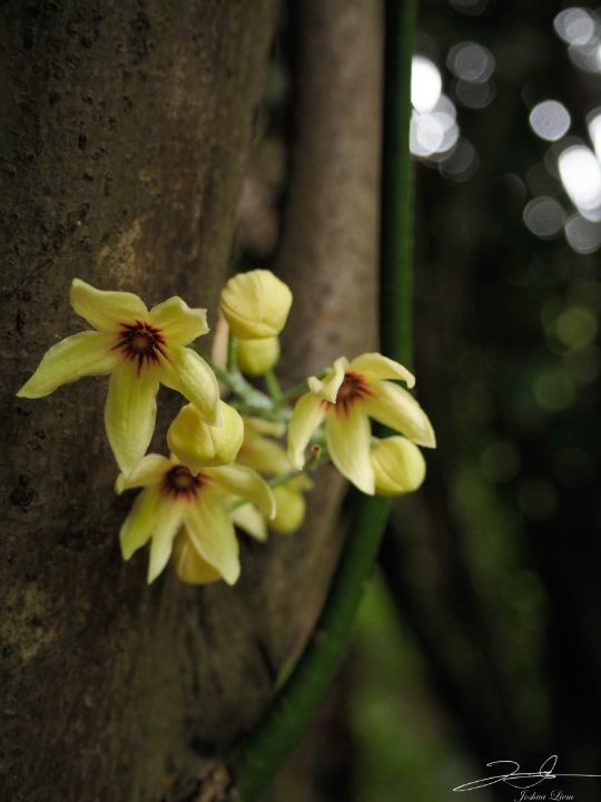 Cola Nitida - Joshua Liem - Photography, Flowers, Plants, & Trees ...
