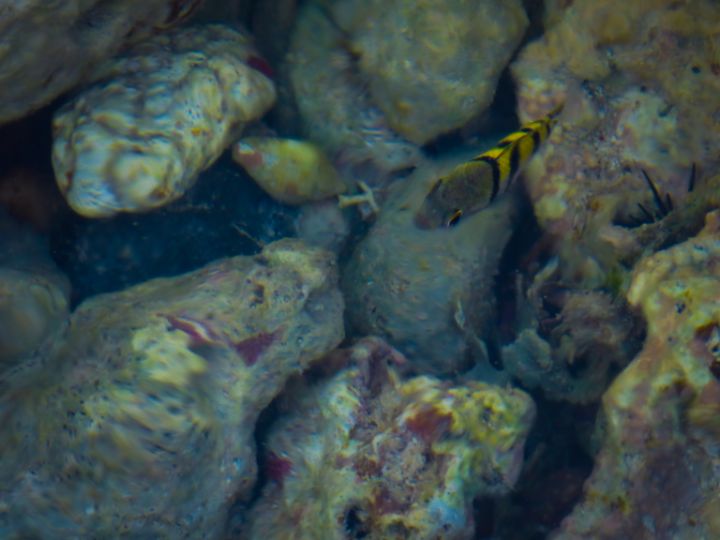 Fish in a tide pool - Sophia Johnson - Photography, Animals, Birds ...