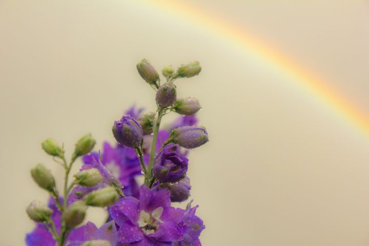 April showers, May flowers - Sophia Johnson - Photography, Landscapes ...