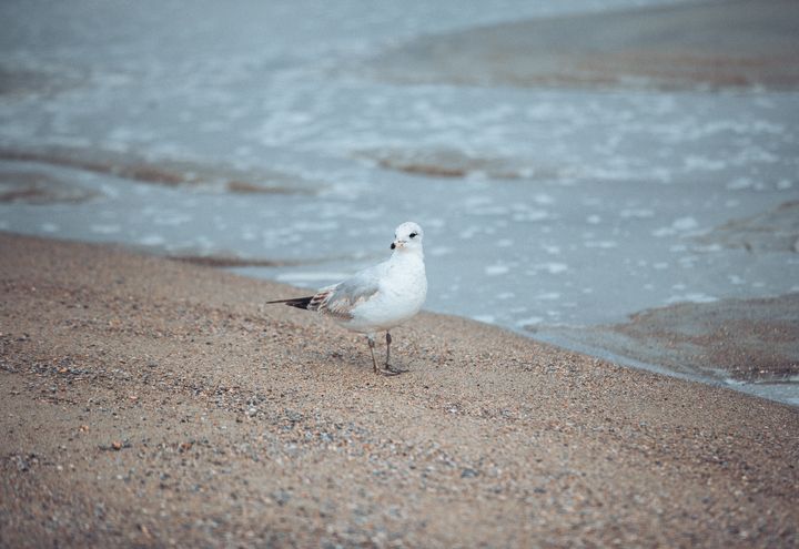 Quiet Bird Observing Tybee Island - Social Shot - Photography ...