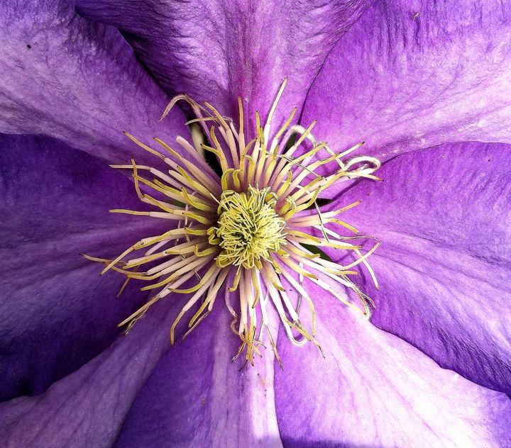 Purple Clamatis centre - Fiona Sutherland Muir - Photography, Flowers ...