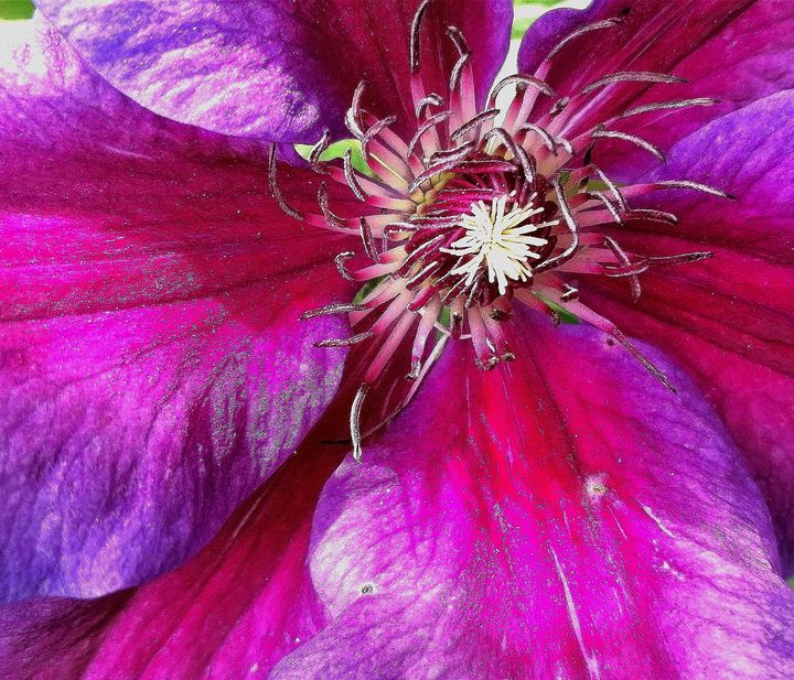 Pink purple Clamatis - Fiona Sutherland Muir - Photography, Flowers ...