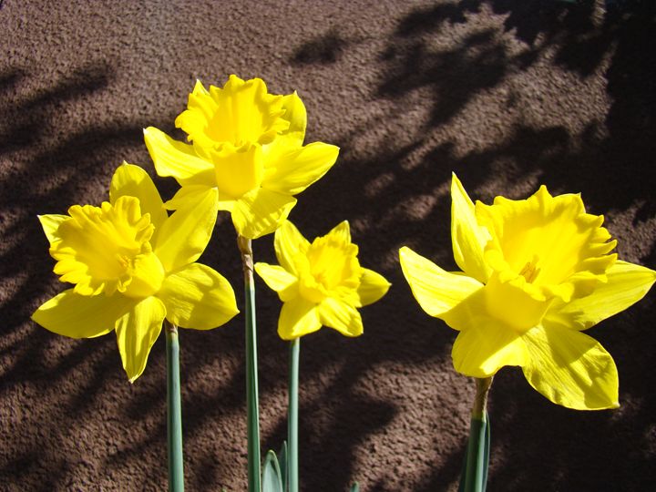 Daffodils Art Prints Spring Daffodil - ArtPrintsGifts - Photography ...