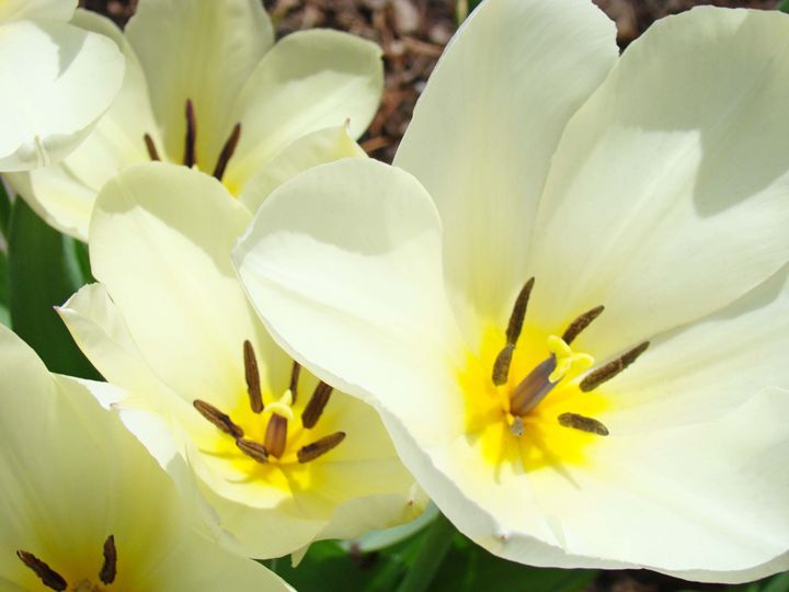 Soft Pastel Tulips Yellow White Art - ArtPrintsGifts - Photography ...