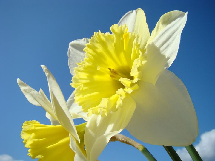 Decorative Art print Daffodil Flower - ArtPrintsGifts - Photography ...