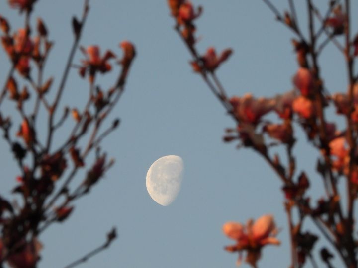 Moon and Magnolia - Maher Image - Photography, Astronomy & Space, Moon ...