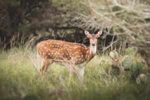 Bella Heard - Photography