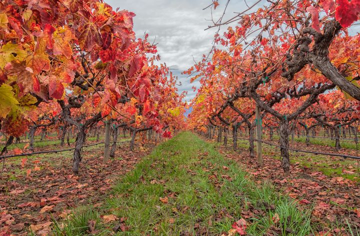 vines in autumn - Jonathan Nguyen - Photography, Landscapes & Nature ...