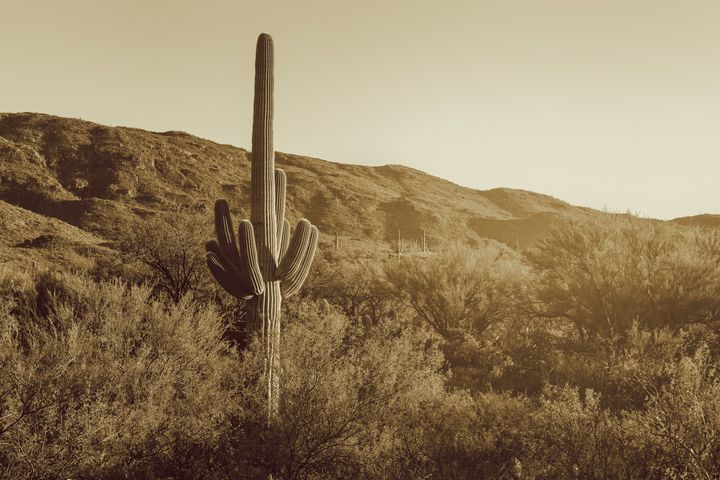 sonoran desert sepia - Jonathan Nguyen - Photography, Landscapes ...