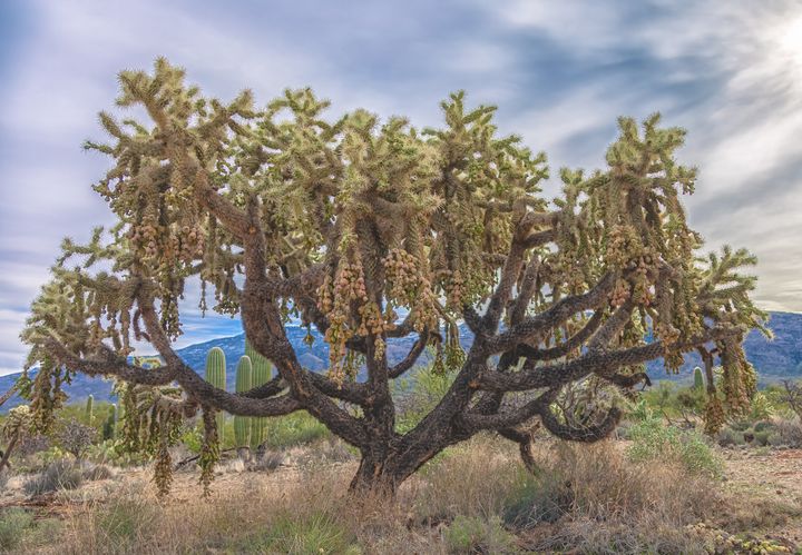 chained-fruit cholla - Jonathan Nguyen - Photography, Flowers, Plants ...