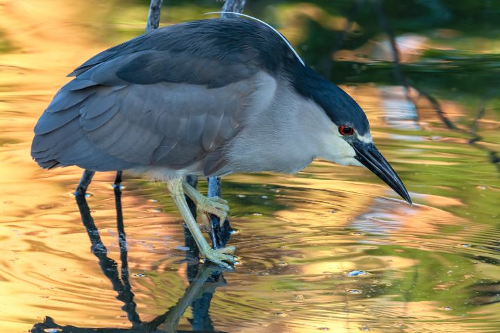 Hunting Heron - Jonathan Nguyen - Photography, Animals, Birds, & Fish ...