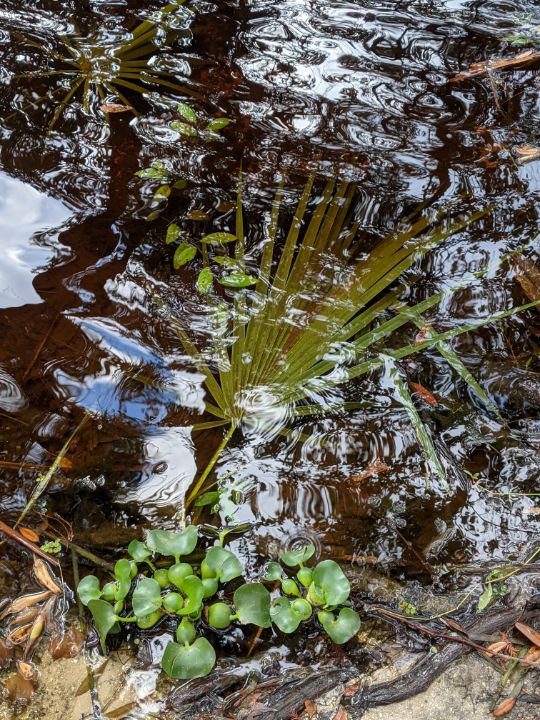 Lakeside Magic - Tom Jenkins Watercolors - Photography, Landscapes ...