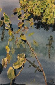 Tom Jenkins Watercolors - Photography, Paintings & Prints