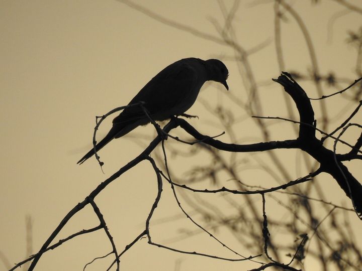 silhouette - Ahmed elnagar - Photography, Animals, Birds, & Fish, Birds ...
