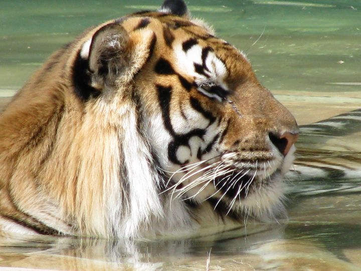 Tiger bath - SCS Creations - Photography, Animals, Birds, & Fish, Wild ...