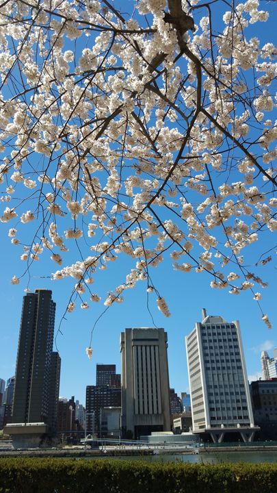 Buildings and Cherry Tree - GracyArts - Photography, Buildings ...