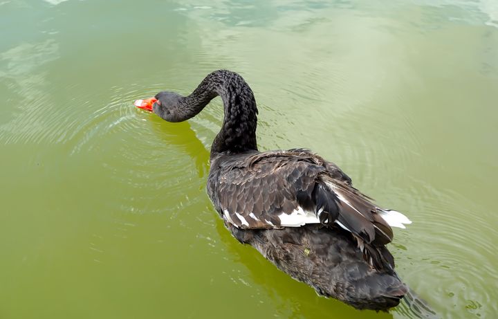 In the Nature Park - Merle - Photography, Animals, Birds, & Fish, Birds ...